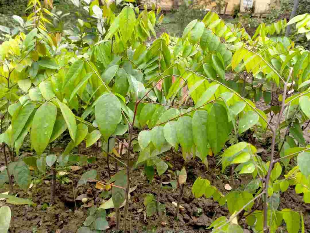 Cây khế - Đặc điểm nổi bật và các cách nuôi trồng tốt nhất - caycanh247 - Cây xanh - hơi thở của ...