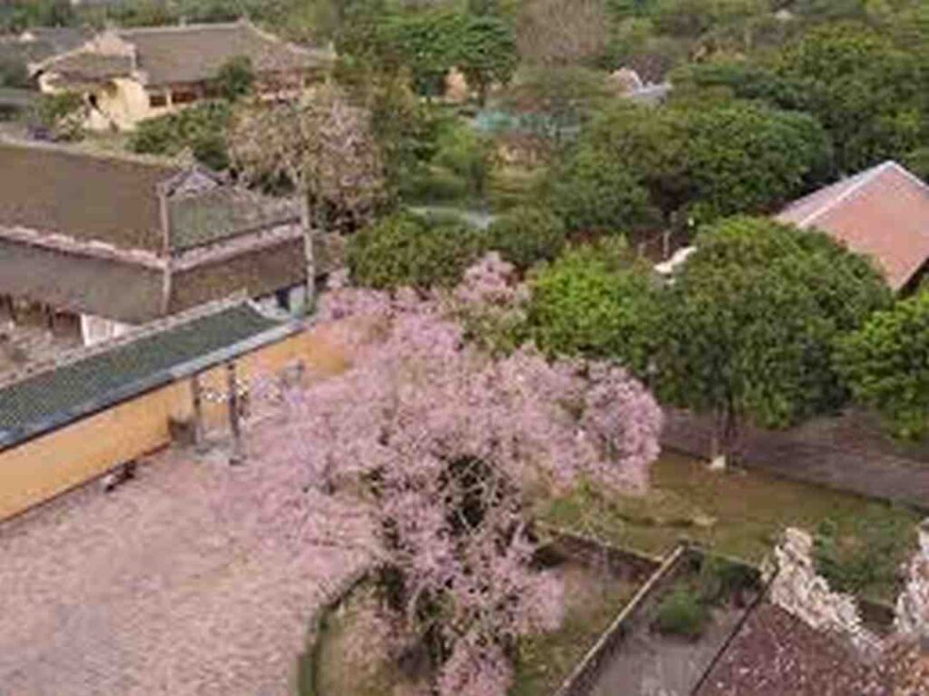 Cây ngô đồng Trung Quốc - Đặc điểm, ý nghĩa và cách chăm sóc ...