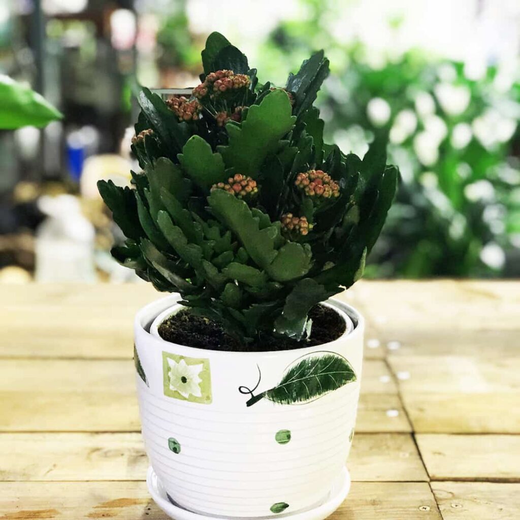 Có các loại cây sống đời nào? Nên trồng loại nào đẹp? - caycanh247 ...