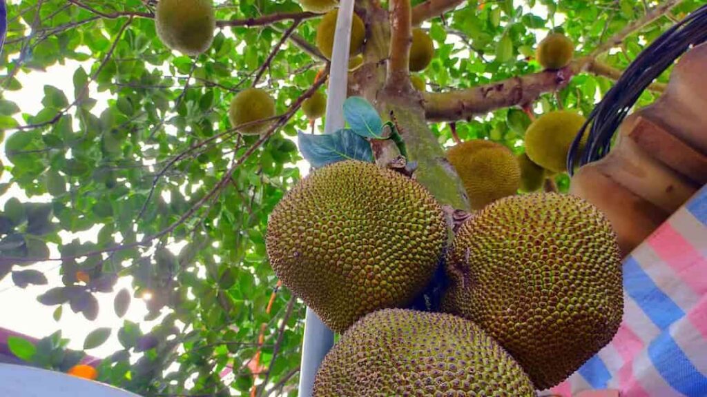 Hướng dẫn cách chọn và sử dụng các loại mít tốt nhất - caycanh247 - Cây ...